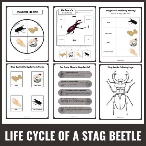 Life Cycle of a Stag Beetle Worksheet | Insect Science Unit Study With ...