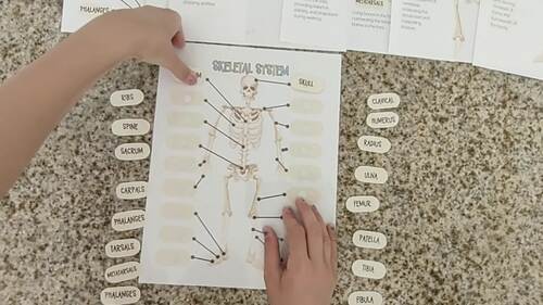 Preschool Skeletal System Busy Book by The Little School Shop - Corinna