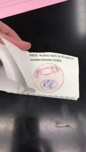 Mitosis Mini-Book Foldable (with Powerpoint) by Mr Earp from Bio