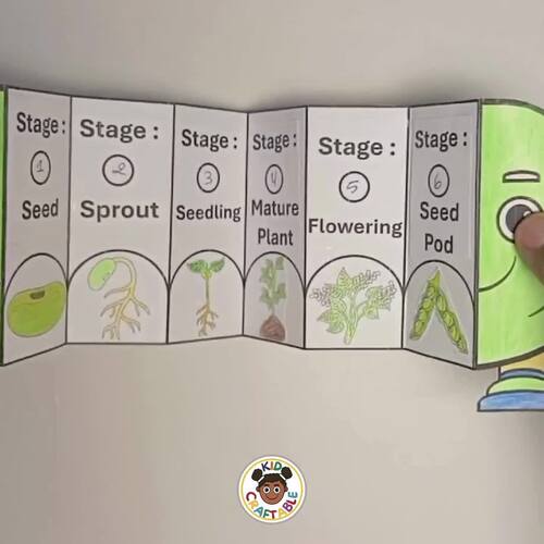 Life Cycle of a Bean Plant Craft : Fun Cut and Paste Foldable ...