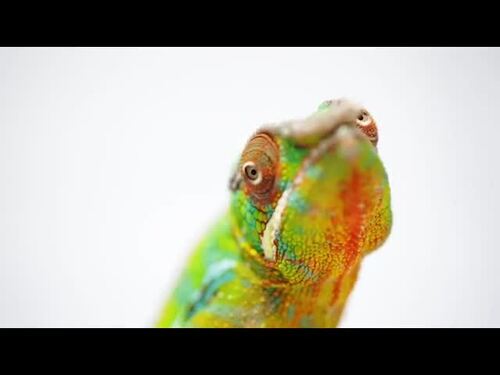 Reading Explorer - Grade 1 Unit 1B - Amazing Animals by NennyMT | TPT