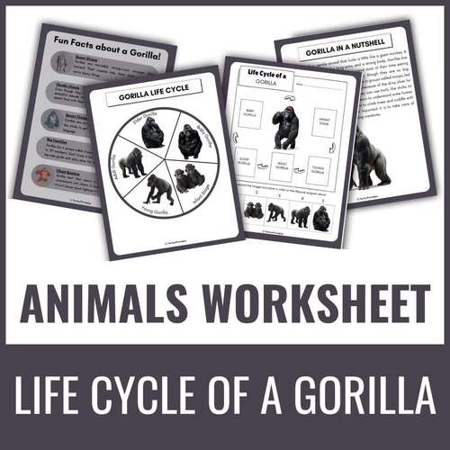 Life Cycle of a Gorilla | Primate Unit Study With Fun Facts! | TPT