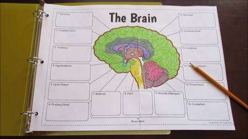 Brain Foldable - 3 Big Foldables for Interactive Notebooks or Binders