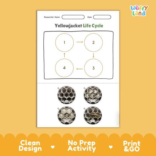 Yellowjacket Life Cycle Poster and Cut and Paste Activity - Insect ...