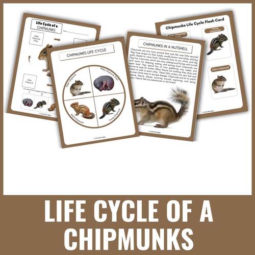 Life Cycle of a Chipmunks | Sciuridae/Rodents Unit Study With Fun Facts!