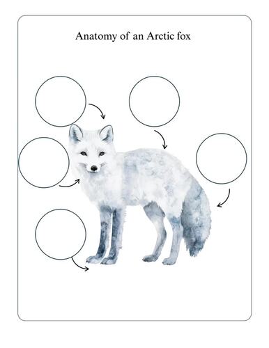 Arctic Fox Unit Study and Activity Pack, Arctic Animals Homeschool, 3 ...