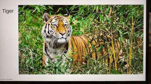 Predator vs Prey Scavenger Hunt by A New Look on Learning | TPT