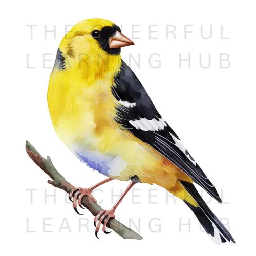 Bird Clipart | 36 PNG Watercolor Birds | Classroom Decor | Commercial Use