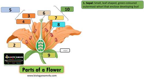 12 Parts of a Flower Power Point Presentation by Biologyexams4u | TPT