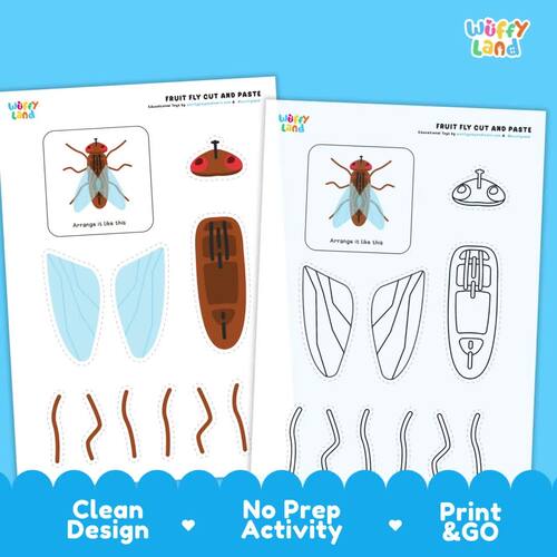 Fruit Fly Craft Cut and Paste & Coloring Pages | Insect Bug Nature Activity
