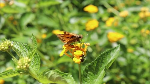 Moth on a Flower Video Example Observation Science Zoology Insects Behavior
