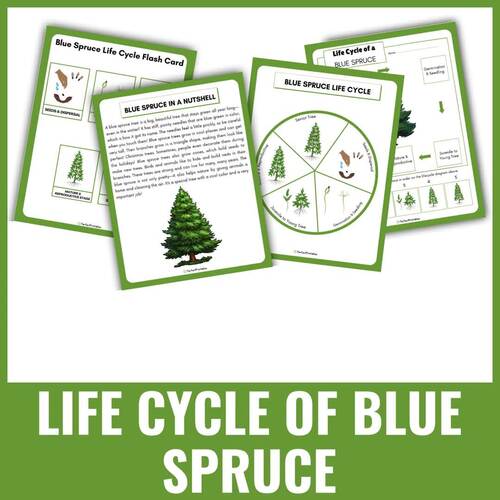Blue Spruce Life Cycle Diagram, Cut & Paste, Matching Activity, Fun Facts