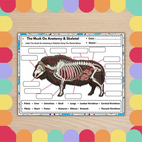 The Musk Ox Anatomy & Skeletal | Arctic Animal Activity | Winter & Polar