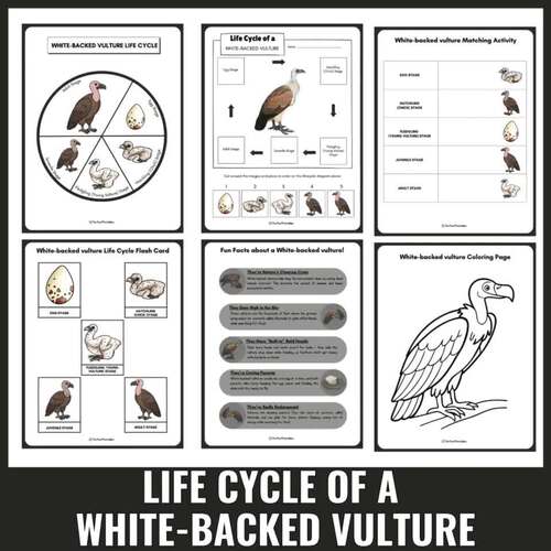 White-backed vulture Life Cycle | Birds Science Activities & Fun Facts!