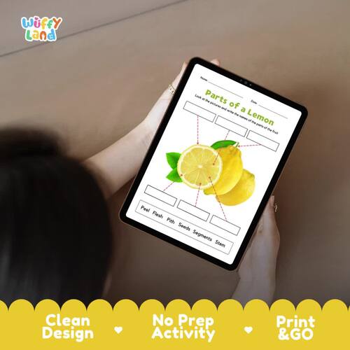 Parts of a Lemon Labeling Activity | Citrus Fruit Anatomy & Botany Science
