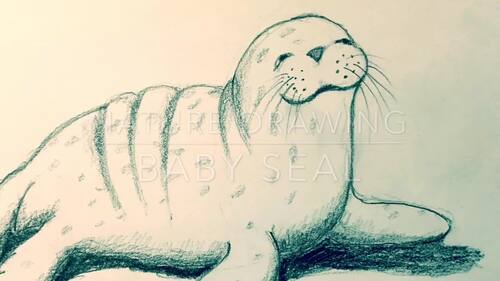 how to draw a sea lion video