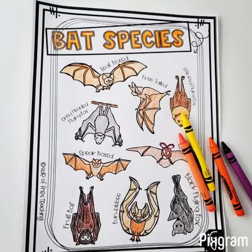All About Bats Choice Board- Bat Activities, Life Cycle, Parts of a Bat