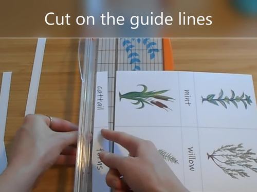 Pond Animals and Plants: 3-Part flash cards - wetland flora and fauna