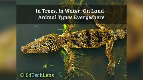 In Trees, In Water, On Land - Animal Biodiversity Unit PDF | TPT
