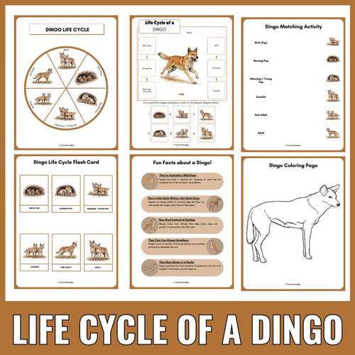 Dingo Life Cycle: Australia's Wild Dog Science Unit Study & Fun Facts