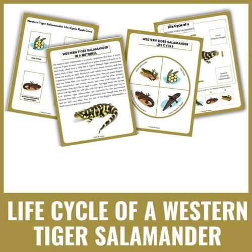 Western tiger salamander life cycle Amphibians science unit study with ...