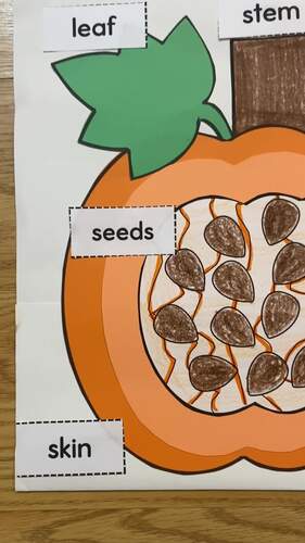 Parts of a pumpkin by Creative Bilingual Minds | TPT
