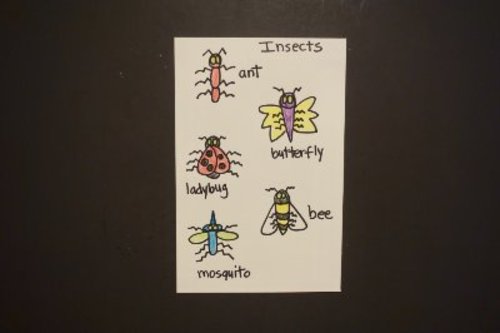 Let's Draw Animal Classification-Insects! by Patty Fernandez Artist