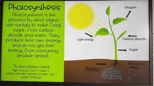 Food Chain: Interactive Notebook | Science Interactive Notebook | TPT