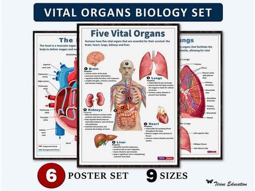 Vital Organs Poster Set by Tirine Education | TPT