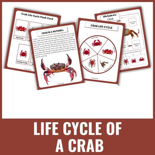 Life Cycle of a Crab worksheet | Ocean Animal Unit Study With Fun Facts!