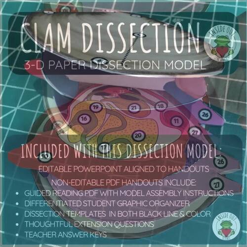 Clam Dissection Zoology | Biology 3-D Anatomy Paper Dissection Model ...