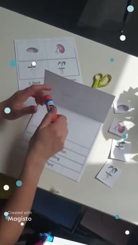 Bean Plant Life Cycle Flip Book by Greenworld Learning | TPT