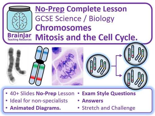 Chromosomes, Cell Cycle & Mitosis - Complete No Prep Lesson (Powerpoint)