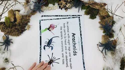 Spider Arachnid Diversified Nonfiction Reading 2nd Grade Point Reason ...