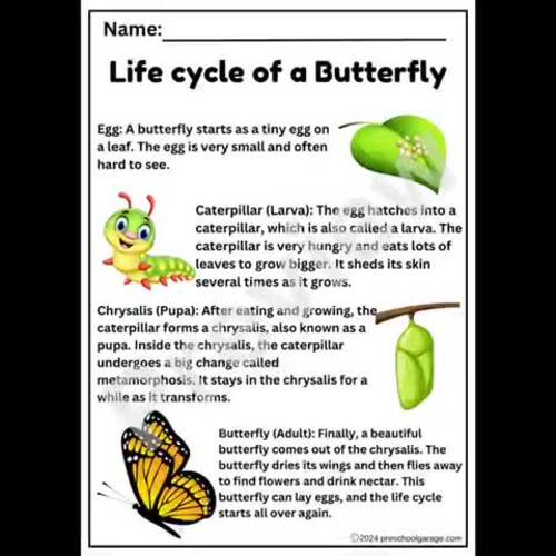 Life Cycle Worksheets (Butterfly, Bee, Bird, Ladybug, Frog) Bundle