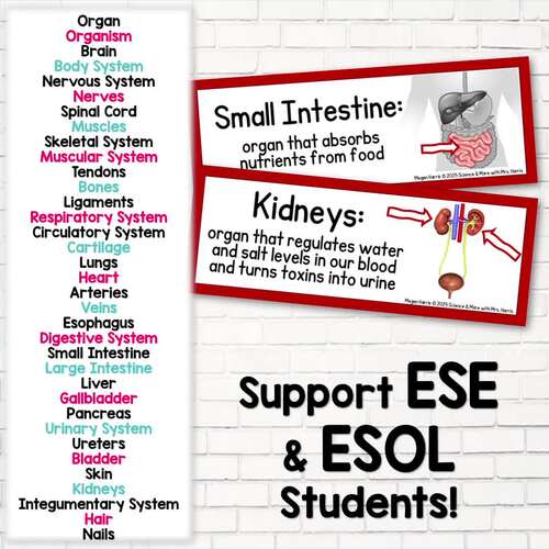 Human Body Systems Vocabulary Science Word Wall Posters | TPT