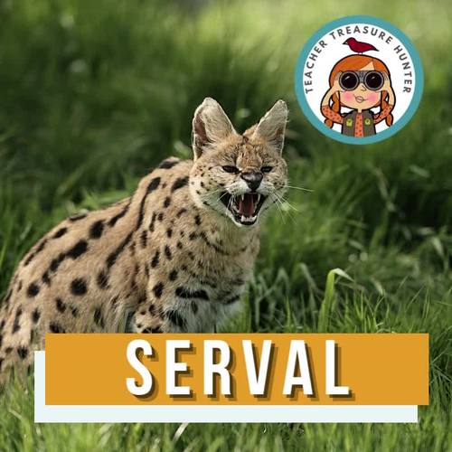 SERVAL Africa nonfiction passage for reading or African animals ...