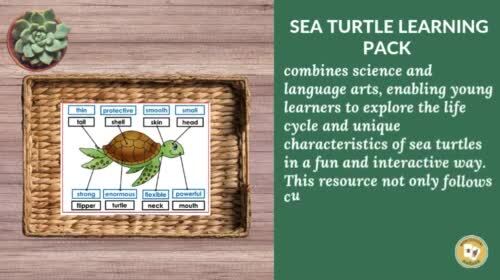 Sea Turtle Life Cycle Parts of Montessori 3-Part Cards: Science Activities