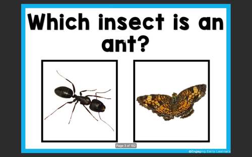 Insects REAL PHOTOS Interactive PDF Digital Activity - Distance Learning