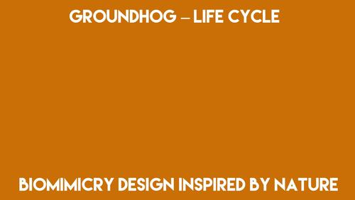 Groundhog Life Cycle | Biomimicry Design Nature Compatible with NGSS