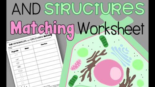 Cell Organelles and Structures Matching Worksheet Activity with ...