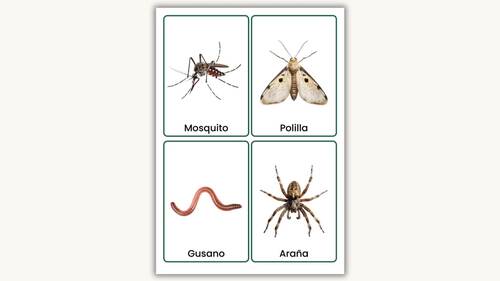 Spanish Bugs & Insects Flashcards | Printable Spanish Vocabulary Cards