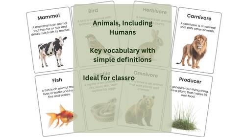 Animals, Including Humans Key Vocabulary Flashcards | Year 1 Science ...