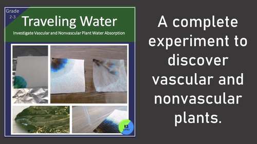 Plant Parts Activity | Vascular and Nonvascular Water Transportation ...