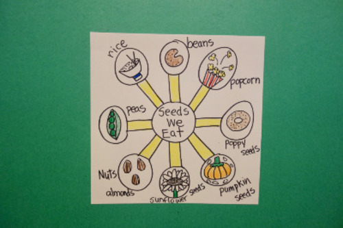 Let's Draw Seeds We Eat! by Patty Fernandez Artist | TPT