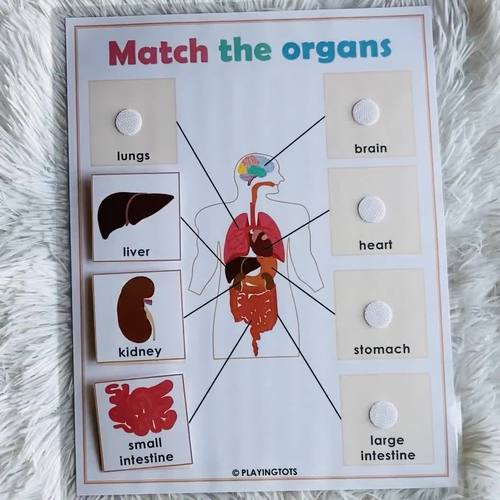 Body Organs Matching Activity, Human Anatomy, Learning Binder, Busy Book