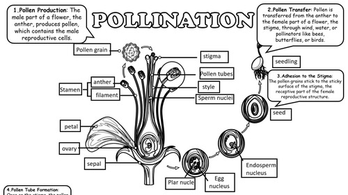 pollination doodle notes by The Curious Cell | TPT