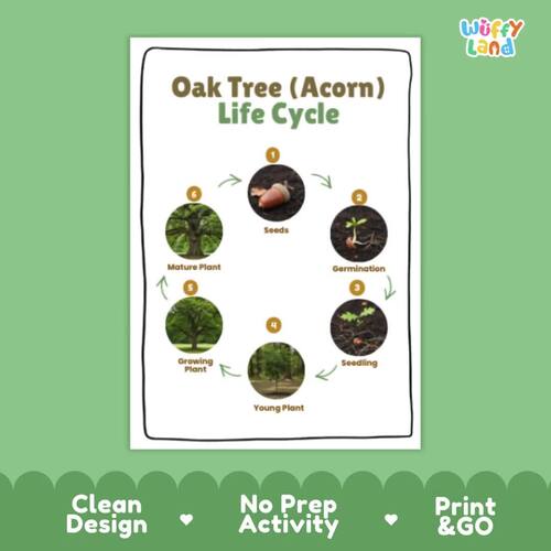 Oak Tree Acorn Life Cycle Sequencing Craft & Poster Fall Plant Science ...
