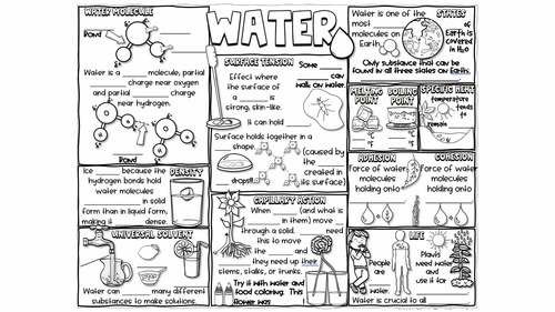 Water Doodle Notes & Quiz | Polarity, Bonds, and Life-Science Visual Notes