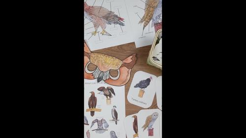 Birds of Prey unit: the ultimate collection of raptor learning materials